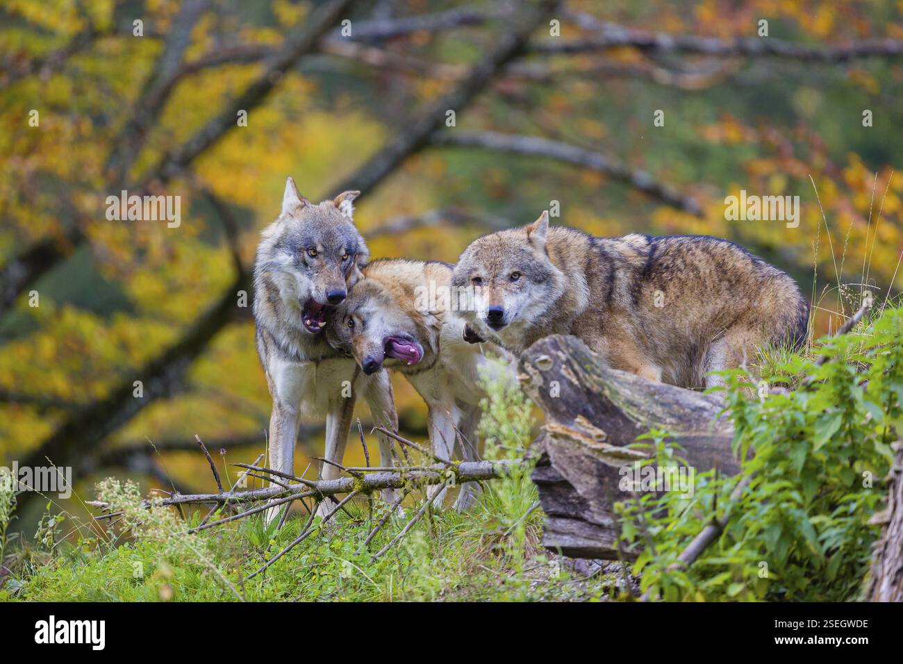 Three eurasian gray wolves (Canis lupus lupus) meet on a hill, show ...