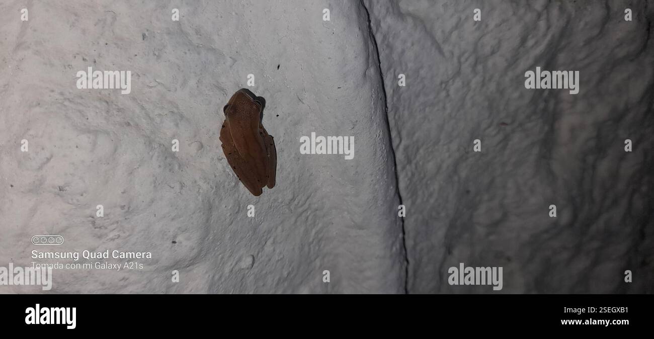 Yellow Tree Frog (Dendropsophus microcephalus), Amphibia, 9PVQ+H3W ...