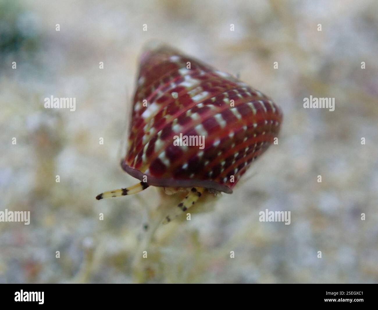 Beautiful jewel top shell (Prothalotia pulcherrima), Mollusca ...