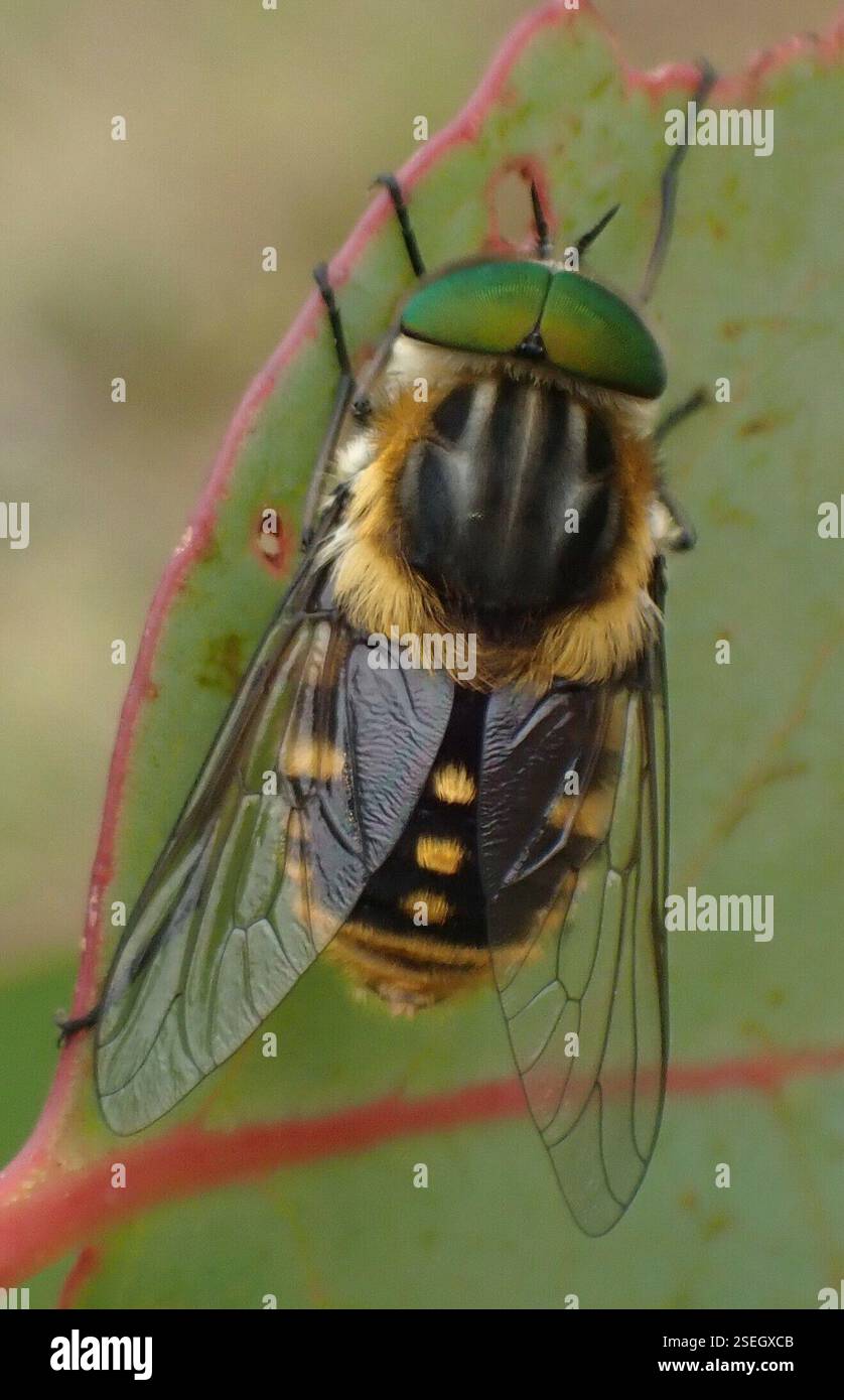 flower-feeding march fly (Scaptia auriflua), Insecta, Tasmania, AU ...