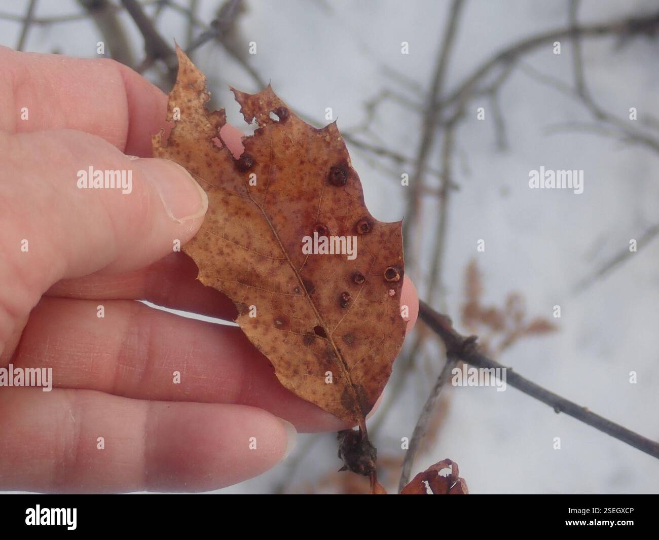 (Callirhytis scitula), Insecta, Worcester, Massachusetts, United States ...