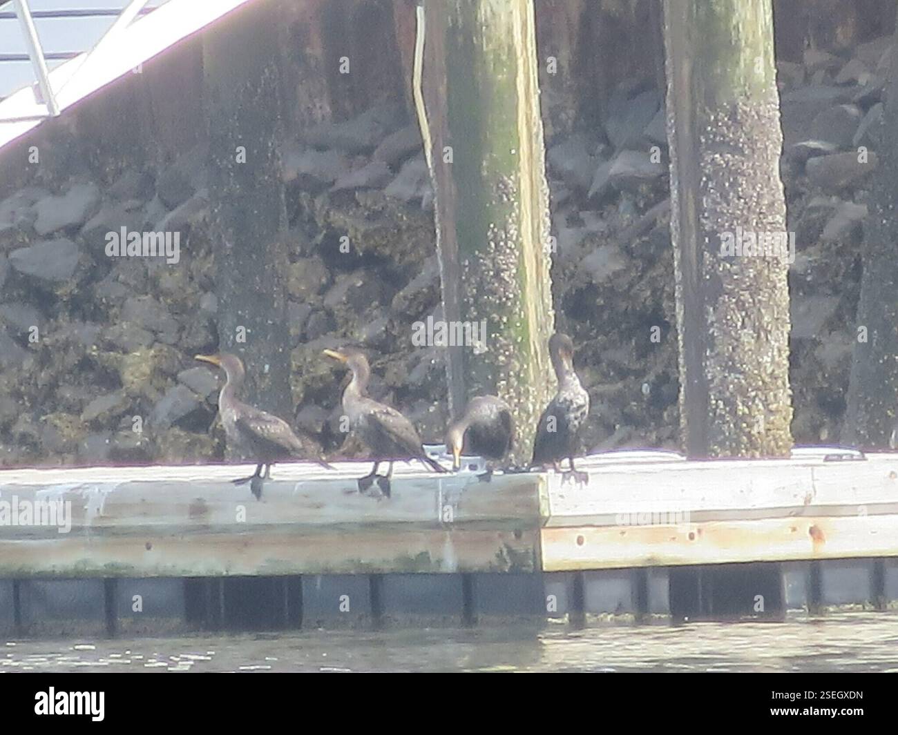 Double-crested Cormorant (Nannopterum auritum), Aves, Jasper County, SC ...