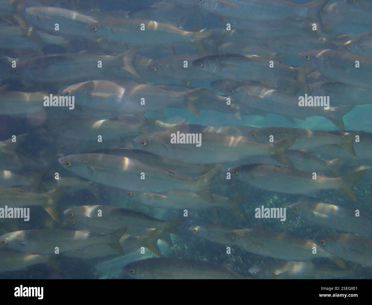 Yelloweye Mullet (Aldrichetta forsteri), Actinopterygii, Queenscliff ...
