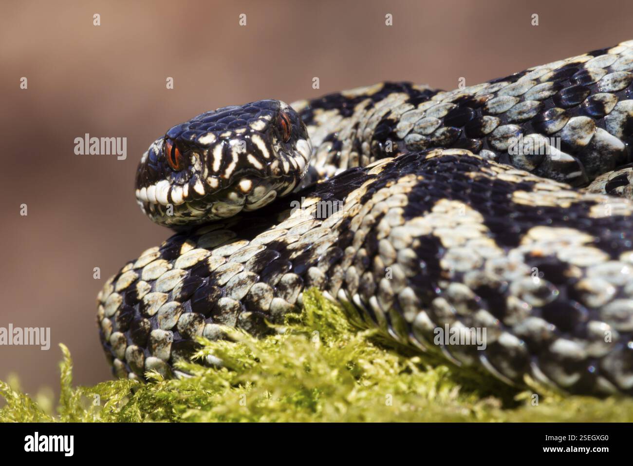 Common european adder or European viper (Vipera berus) adult snake ...