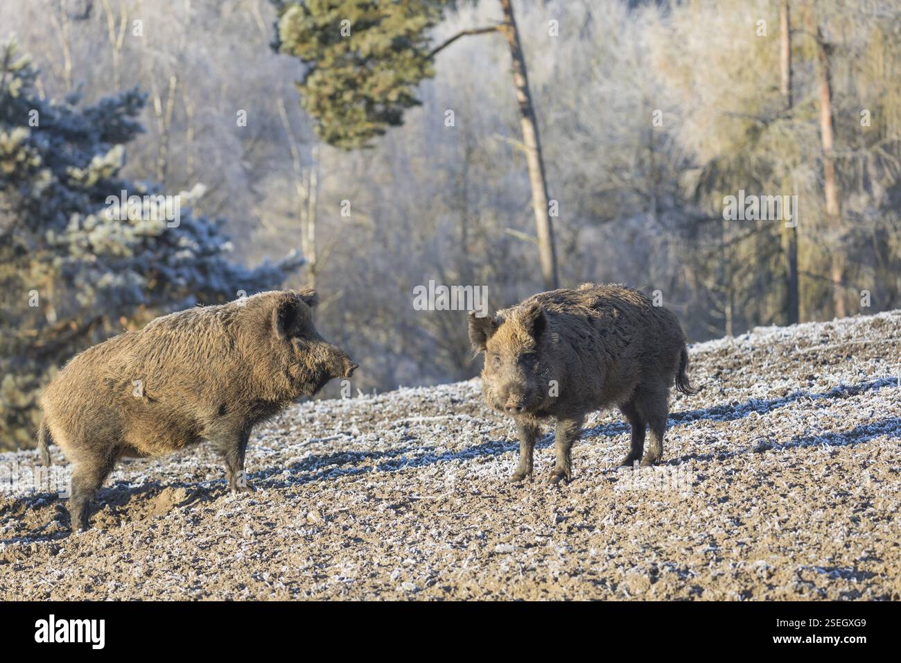 Wild boar or wild pig (Sus scrofa), walking over brown soil, frosted ...