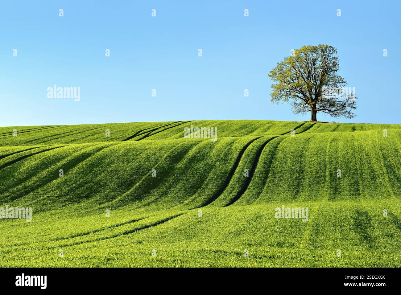 Solitary oak tree in the evening light, green field with rolling hills ...