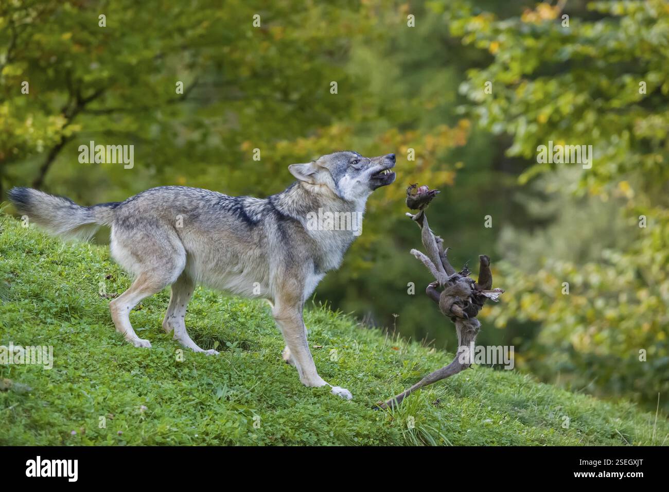 One eurasian gray wolf (Canis lupus lupus) stands on a hill and plays ...
