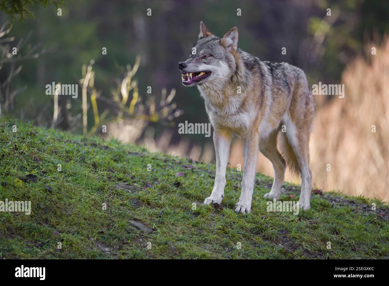 An adult male eurasian gray wolf (Canis lupus lupus) stands on a green ...