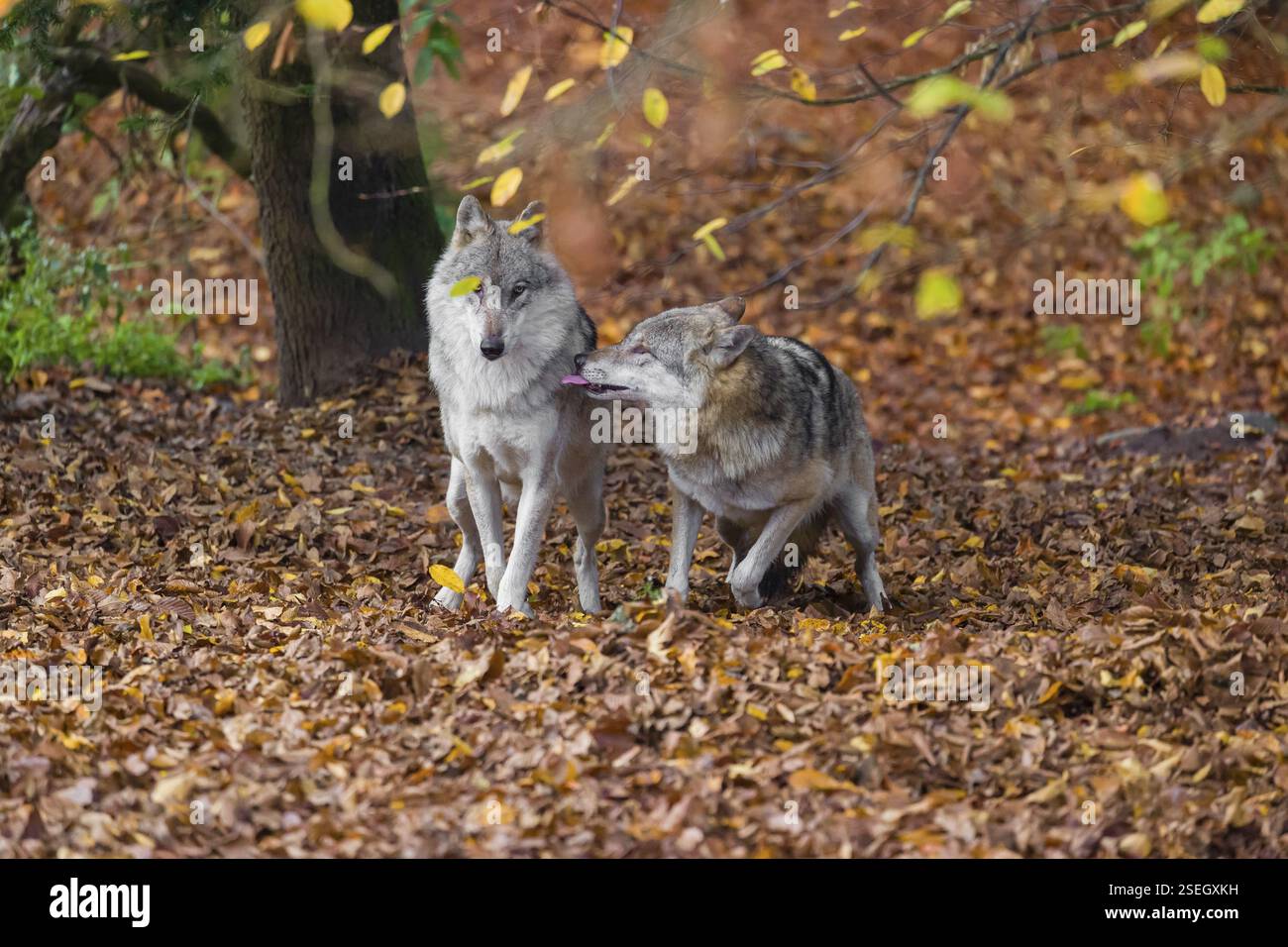 Two adult male eurasian gray wolves (Canis lupus lupus) stand in a forest, social behavior Stock ...