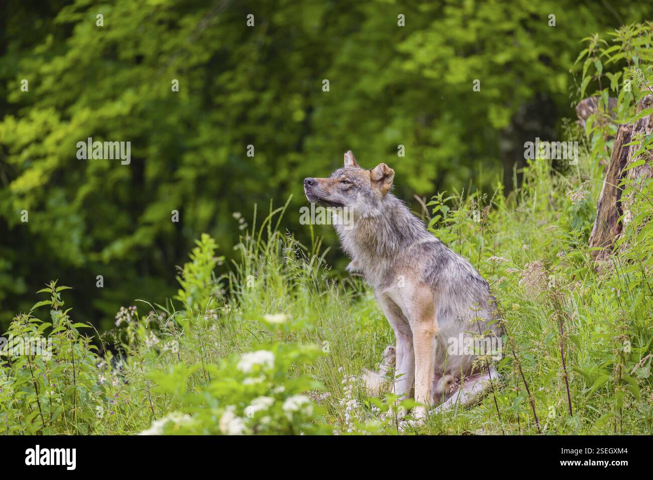 A eurasian gray wolf (Canis lupus lupus) sits on a hill in green ...