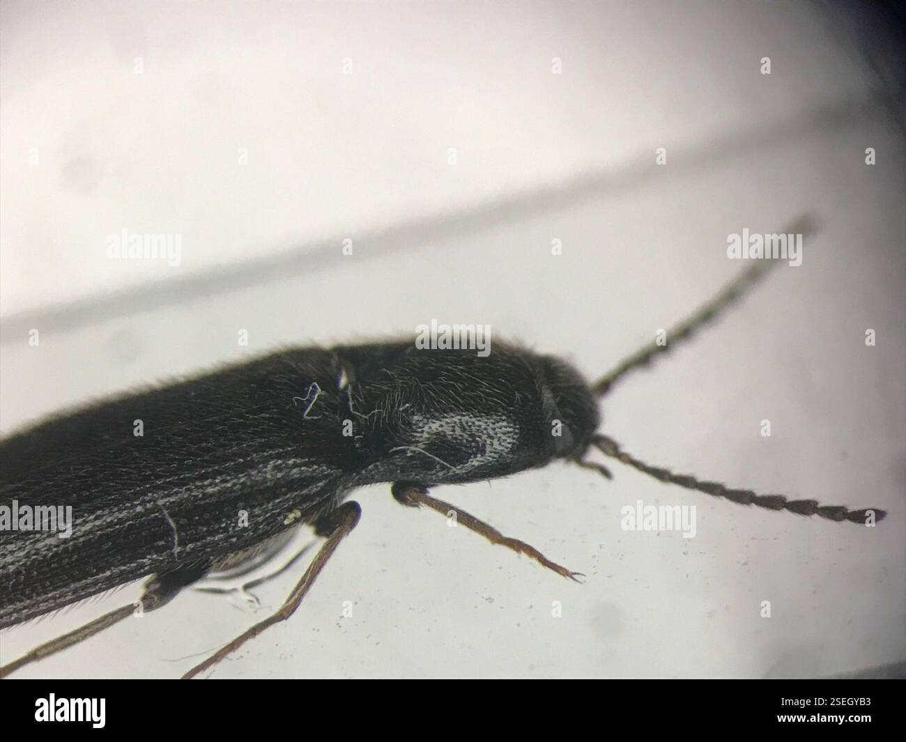 (Ampedus), Insecta, Capitale-Nationale, QC, Canada, nr. deletus Stock ...