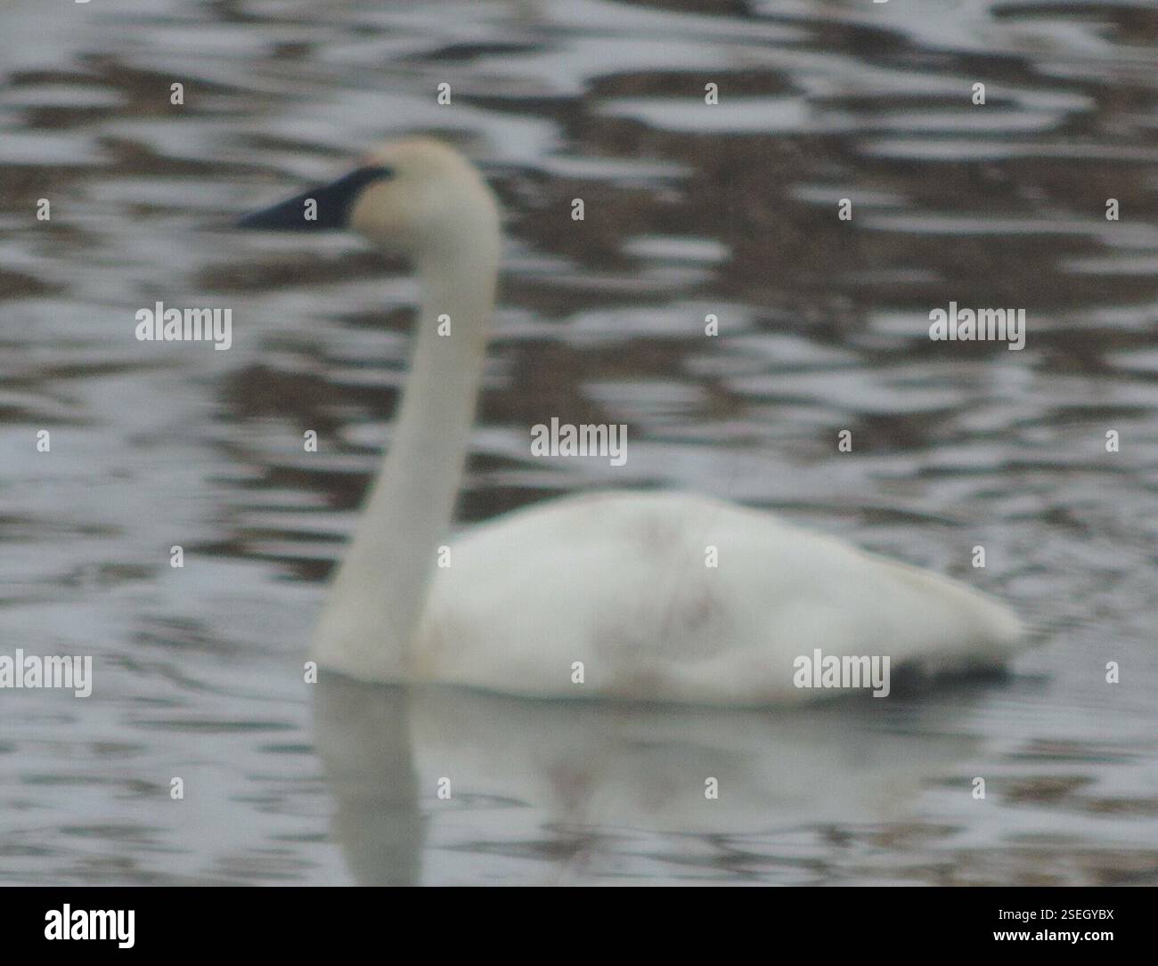Trumpeter Swan (Cygnus buccinator), Aves, Okanagan-Similkameen, BC ...