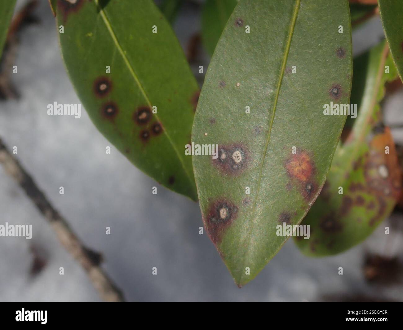 Mountain Laurel Leaf Spot (Mycosphaerella colorata), Fungi, Franklin ...