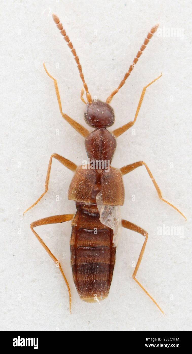 (Myrmecocephalus gatineauensis), Insecta, Capitale-Nationale, QC ...