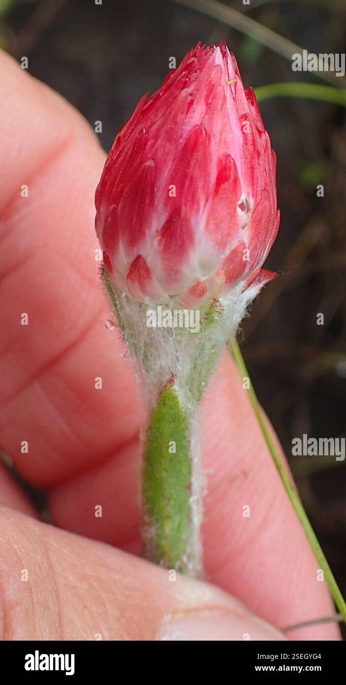 Pink Everlasting (Helichrysum adenocarpum), Plantae, uMgungundlovu ...