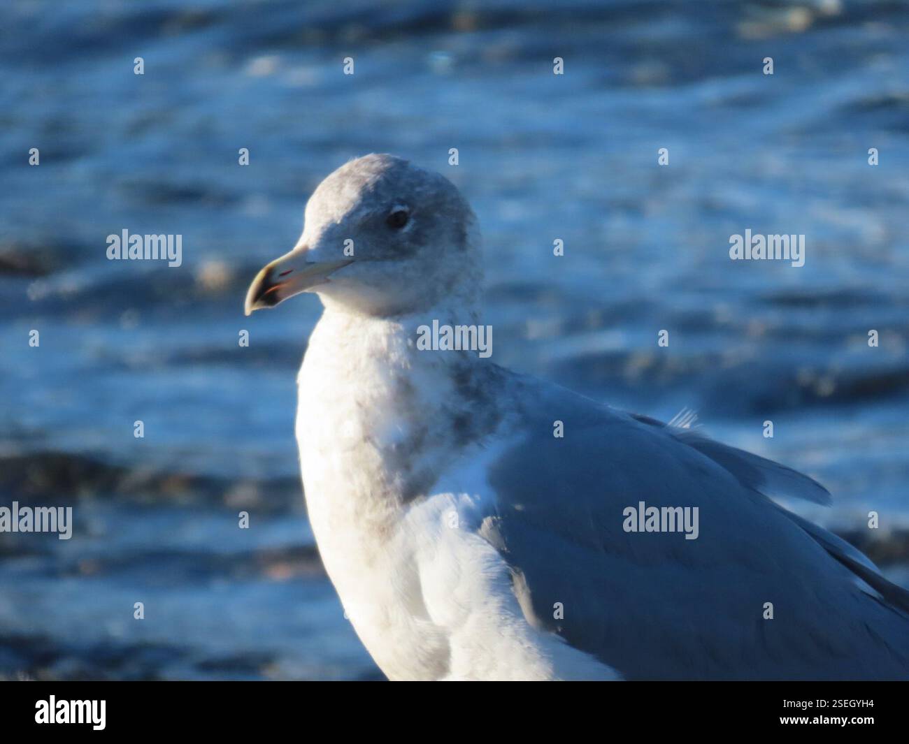 Large White-headed Gulls (Larus), Aves, Colwood, BC, Canada Stock Photo ...