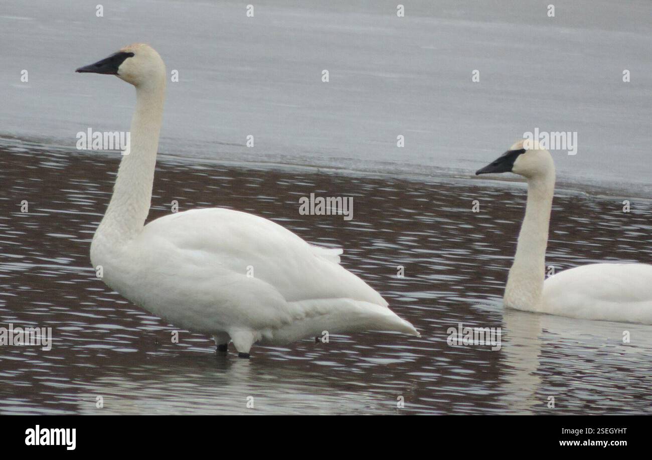 Trumpeter Swan (Cygnus buccinator), Aves, Okanagan-Similkameen, BC ...
