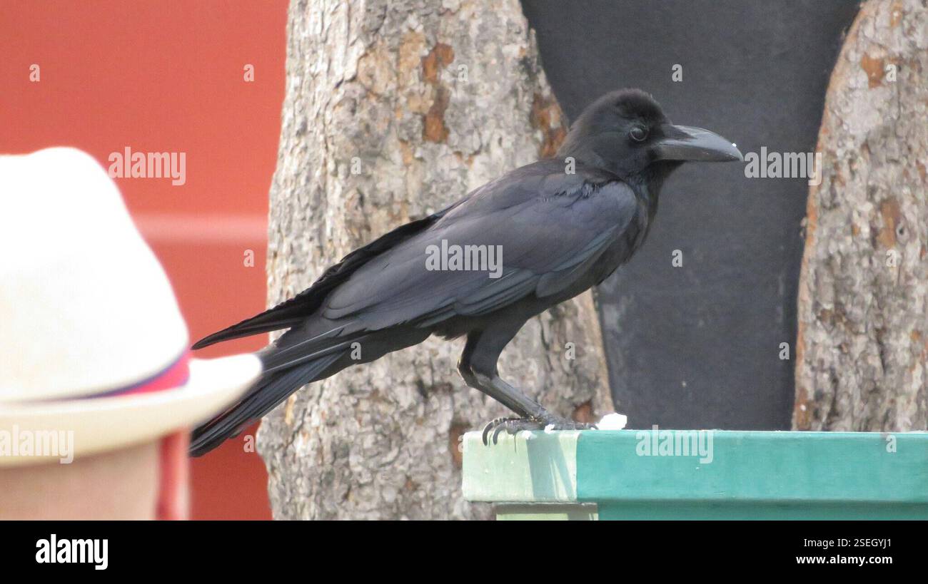 Eastern Jungle Crow (Corvus macrorhynchos levaillantii), Aves, Бангкок, Таиланд Stock Photo - Alamy