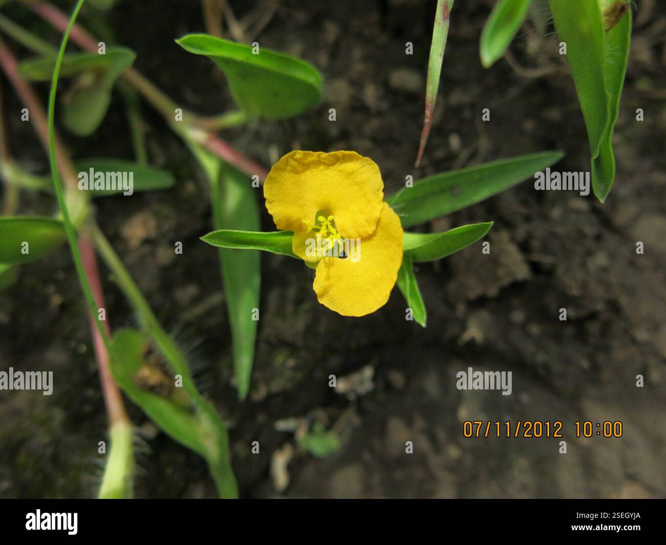African Yellow Dayflower (Commelina africana), Plantae, Howick, 3290 ...