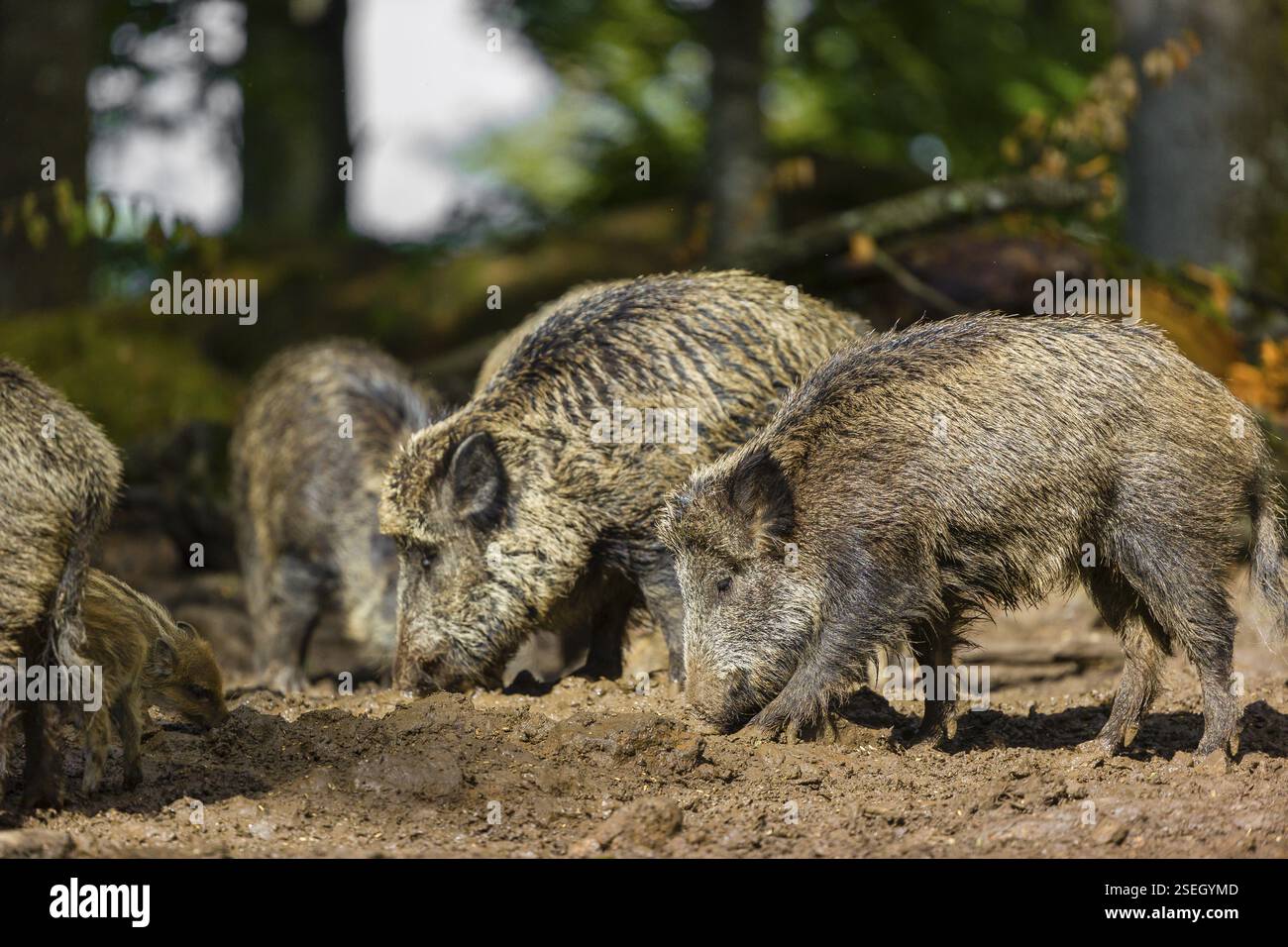 A pack of wild boars (Sus scrofa) look for food in a clearing Stock ...