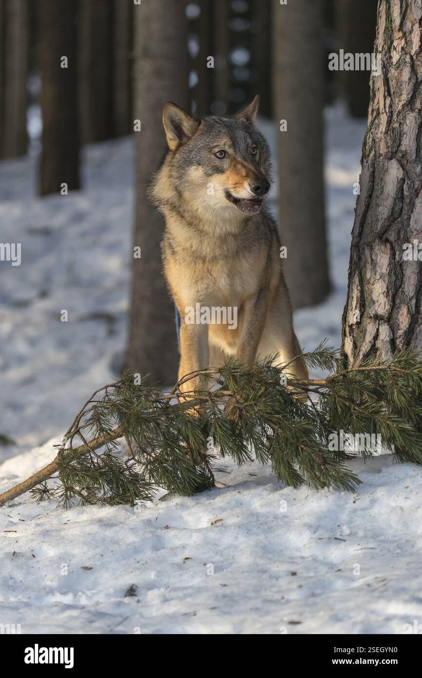 Portrait of one male eurasian gray wolf (Canis lupus lupus) standing ...