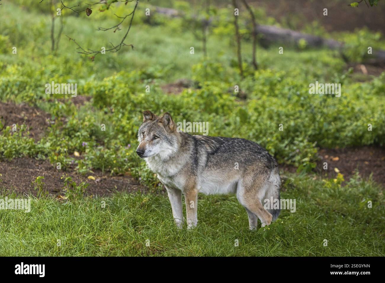 One adult male eurasian gray wolf (Canis lupus lupus) standing at a ...