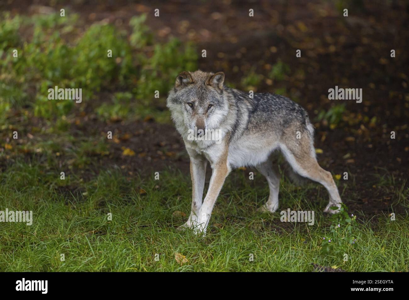 One adult male eurasian gray wolf (Canis lupus lupus) standing at a ...