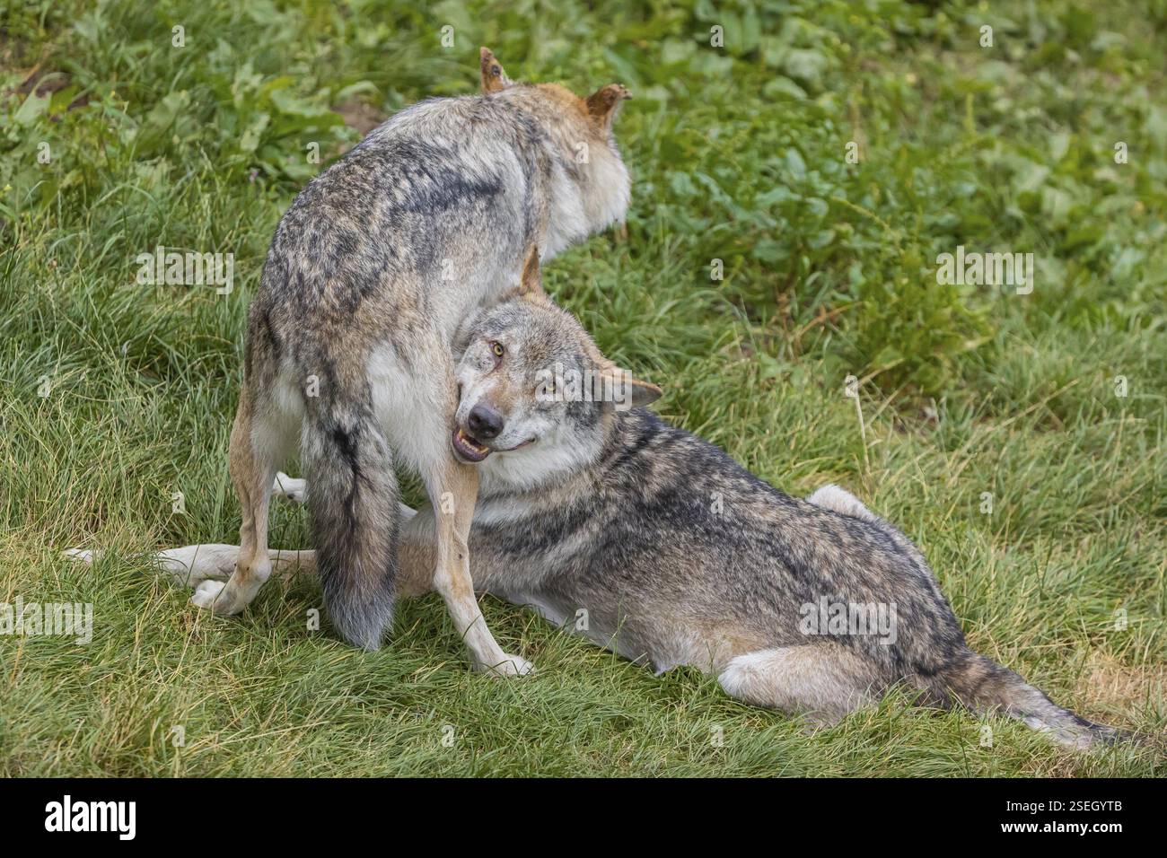 Two adult male eurasian gray wolves (Canis lupus lupus), playing Stock Photo - Alamy