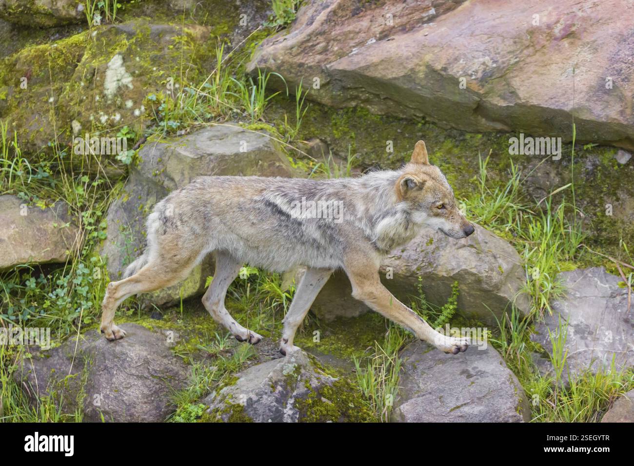 An adult male eurasian gray wolf (Canis lupus lupus) walks along a ...