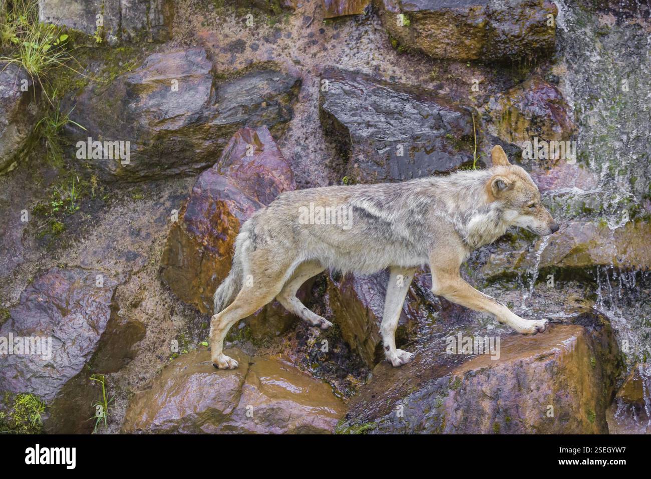 An adult male eurasian gray wolf (Canis lupus lupus) walks along a ...