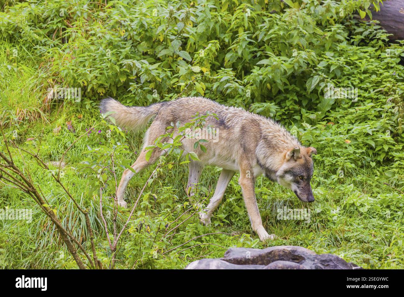 An adult male gray wolf (Canis lupus lupus) walks on a green meadow in ...