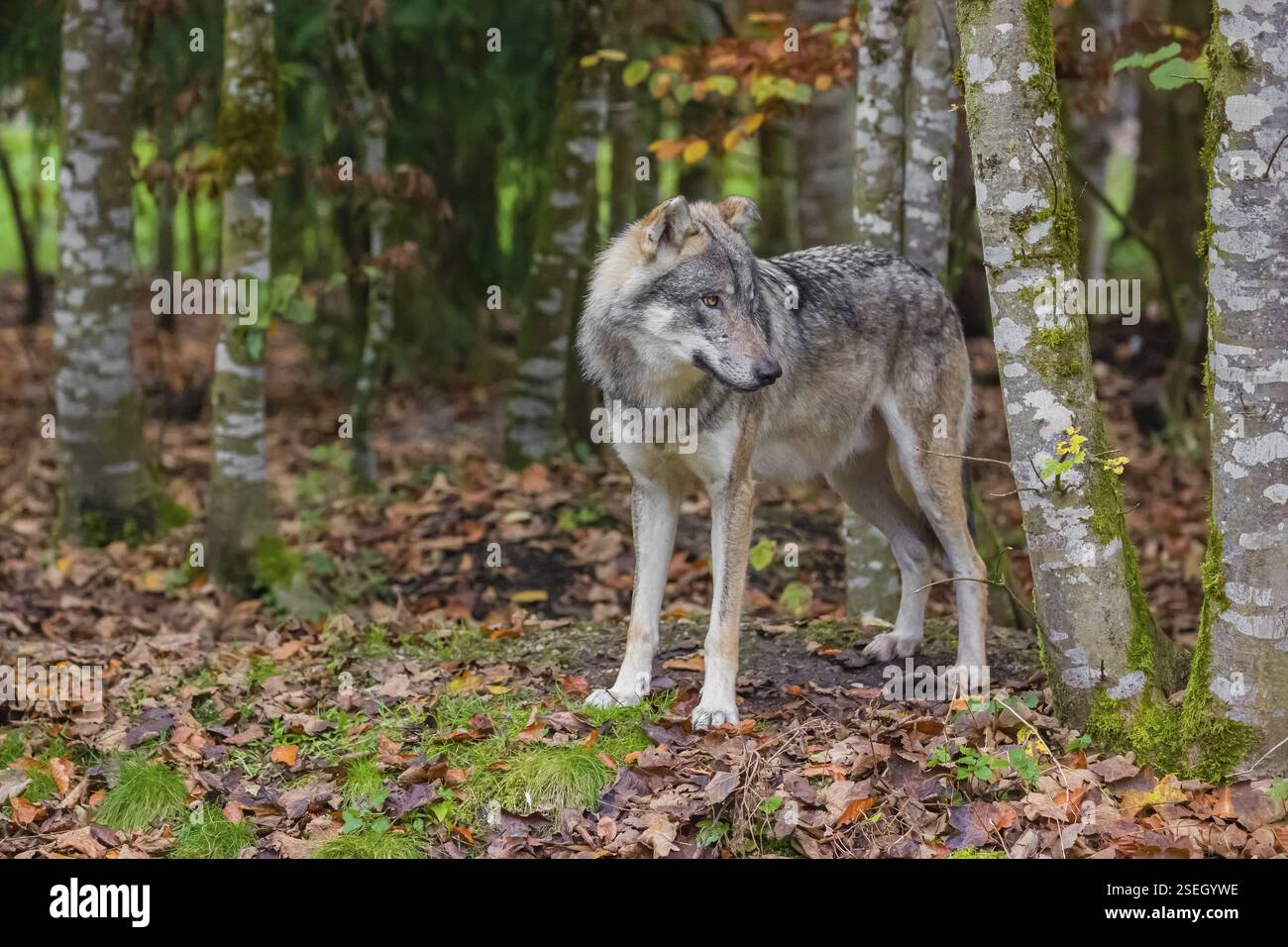 An adult male eurasian gray wolf (Canis lupus lupus) stands in a forest ...
