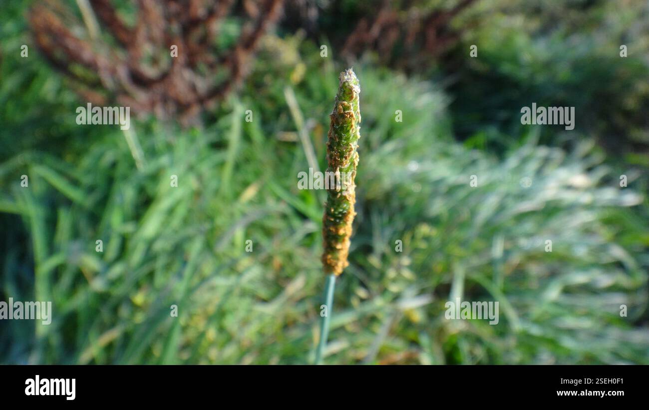 short-awn foxtail (Alopecurus aequalis), Plantae, Маньківський район ...