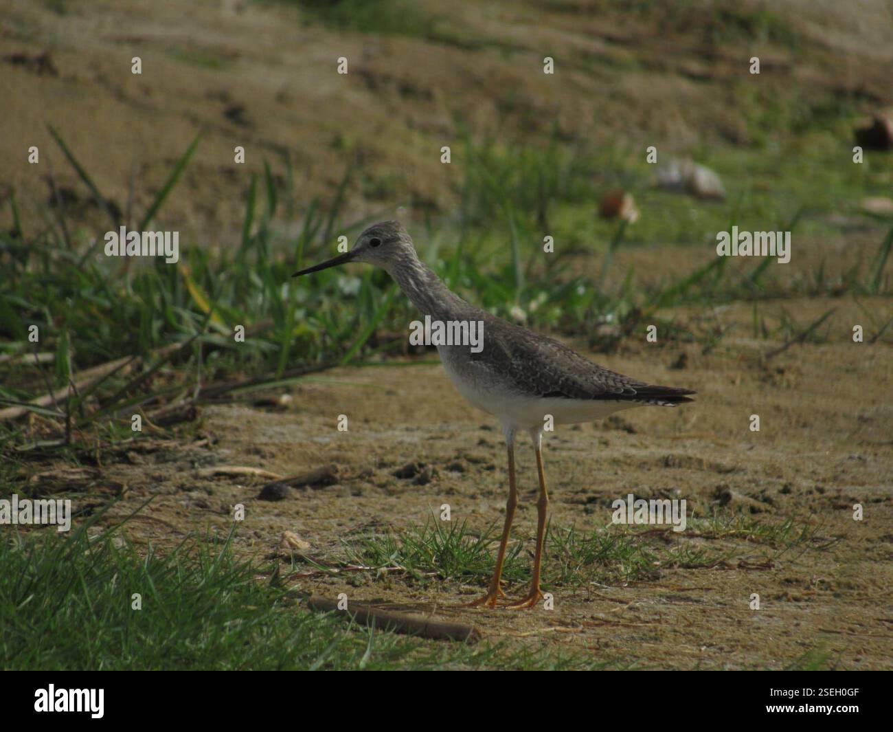 Lesser Yellowlegs (Tringa flavipes), Aves, Pedro Leon Gallo 185 ...