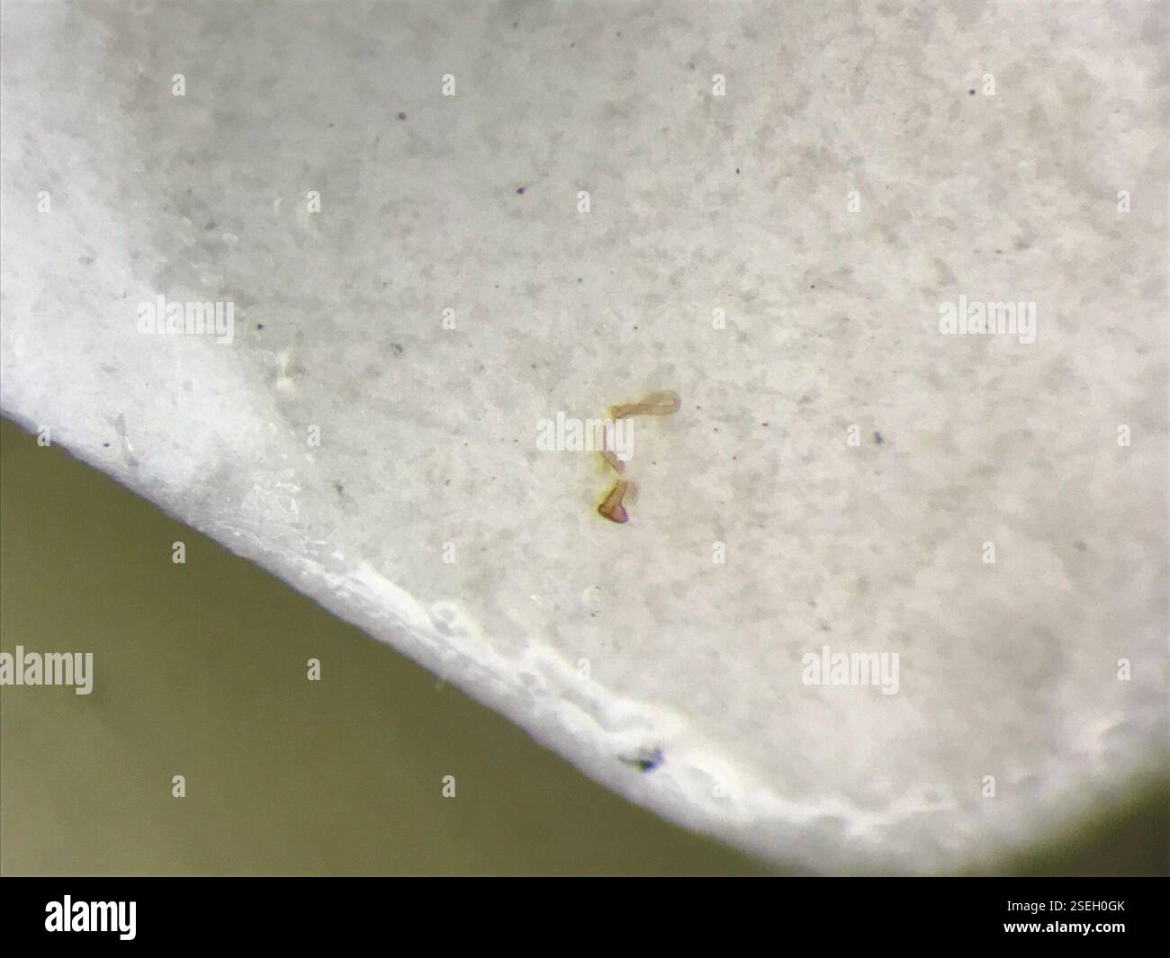 (Atheta remulsa), Insecta, Capitale-Nationale, QC, Canada, Species ID ...