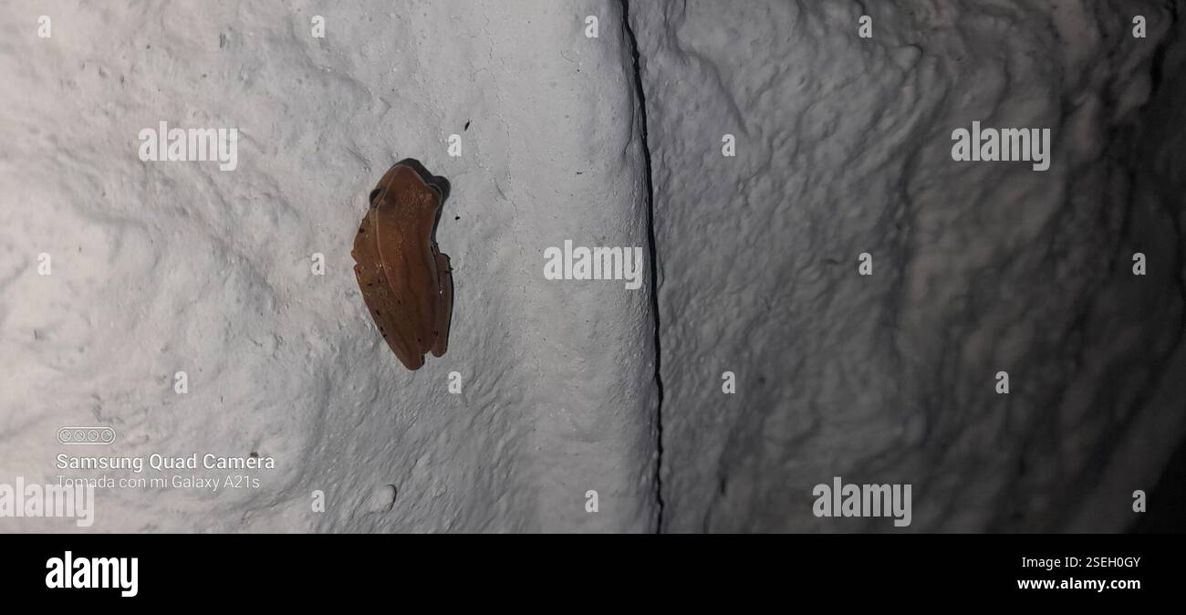 Yellow Tree Frog (Dendropsophus microcephalus), Amphibia, 9PVQ+H3W ...