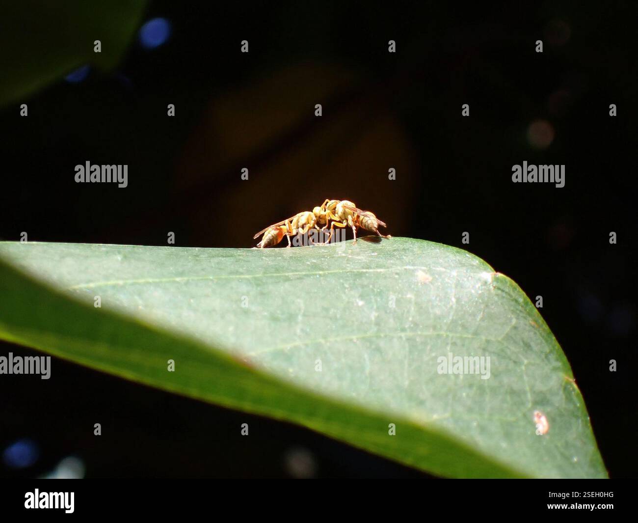 Paper Wasps (Polistinae), Insecta, Cooktown QLD 4895, Australia Stock ...