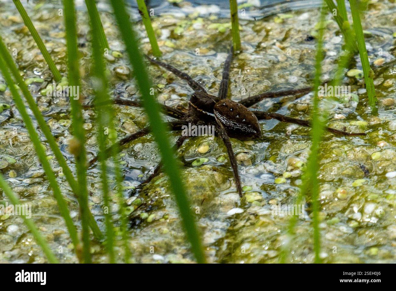 Six-spotted Fishing Spider (Dolomedes triton), Arachnida, Hennepin ...