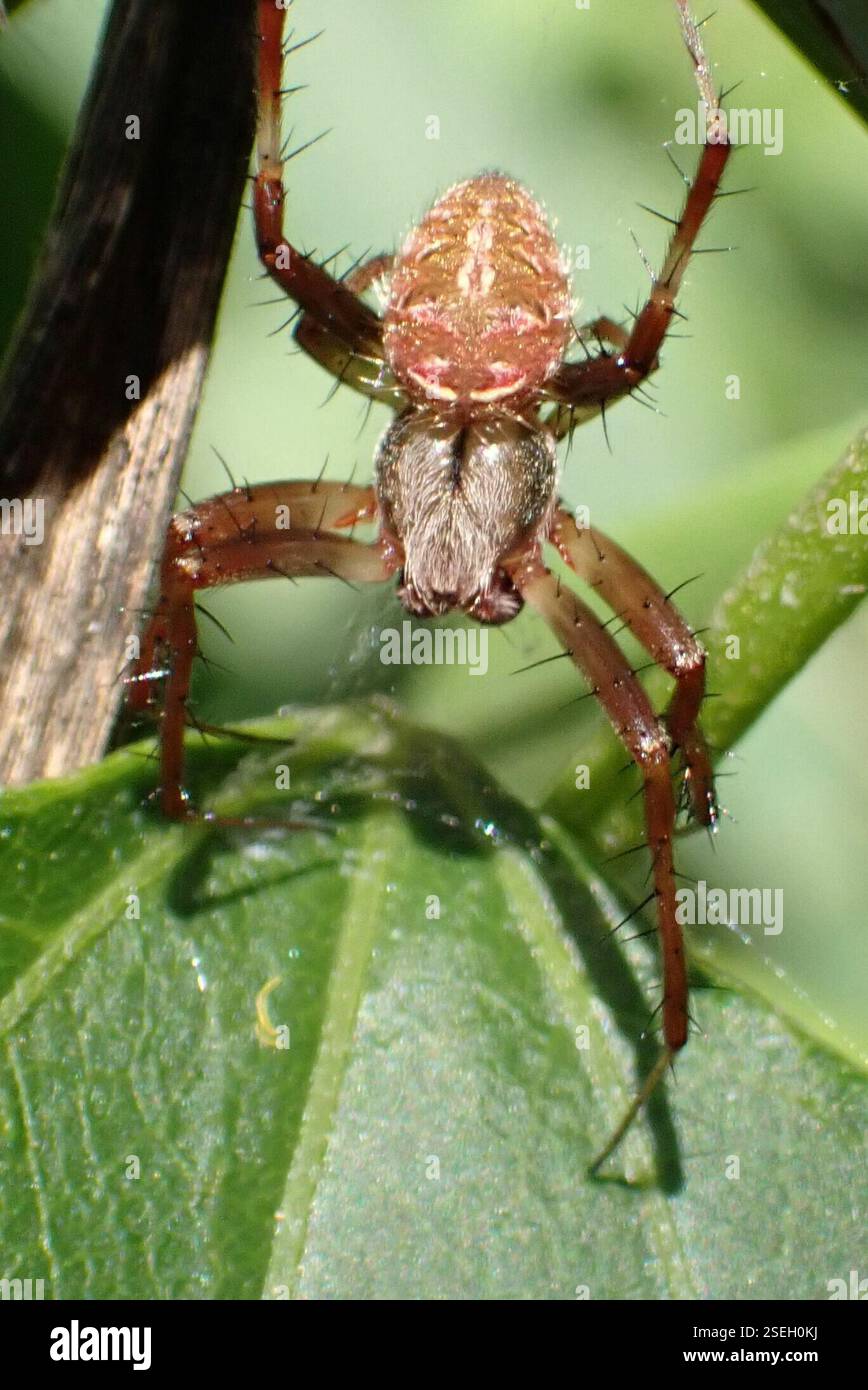 (Pararaneus perforatus), Arachnida, Stentor 2, Ehlanzeni, South Africa ...