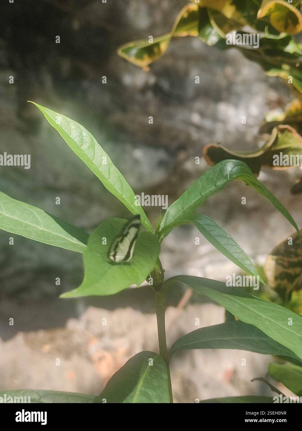 Straight Pierrot (Caleta roxus), Insecta, Hpa-An Stock Photo - Alamy