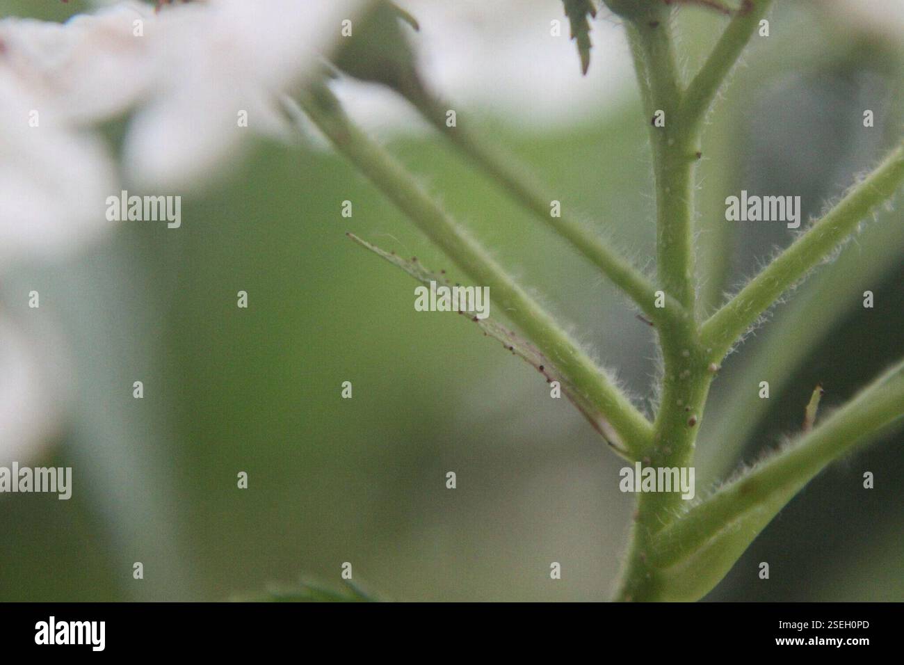 Large-thorn hawthorn (Crataegus macracantha), Plantae, Champlain ...