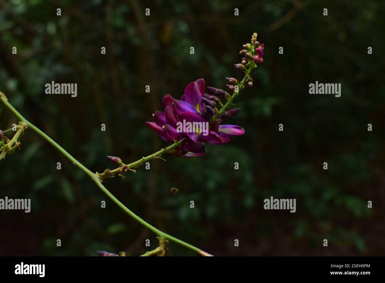 Evergreen Wisteria (Wisteriopsis reticulata), Plantae, 中国浙江省杭州市西湖区 ...