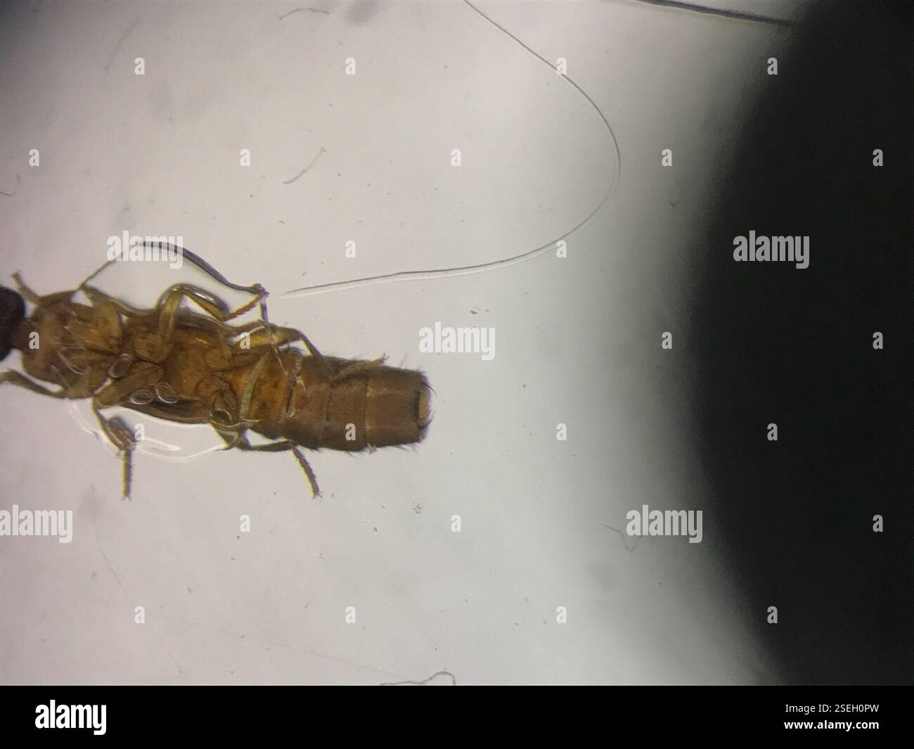 Lithocharis ochracea hi-res stock photography and images - Alamy
