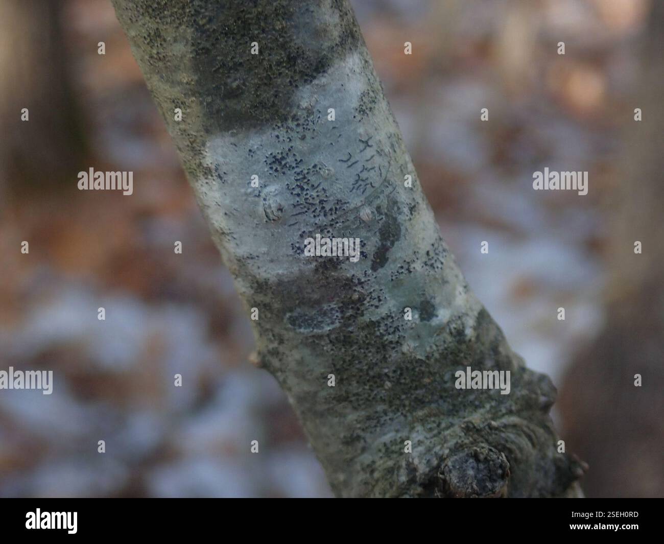 Common Script Lichen (Graphis scripta), Fungi, Franklin, Massachusetts ...
