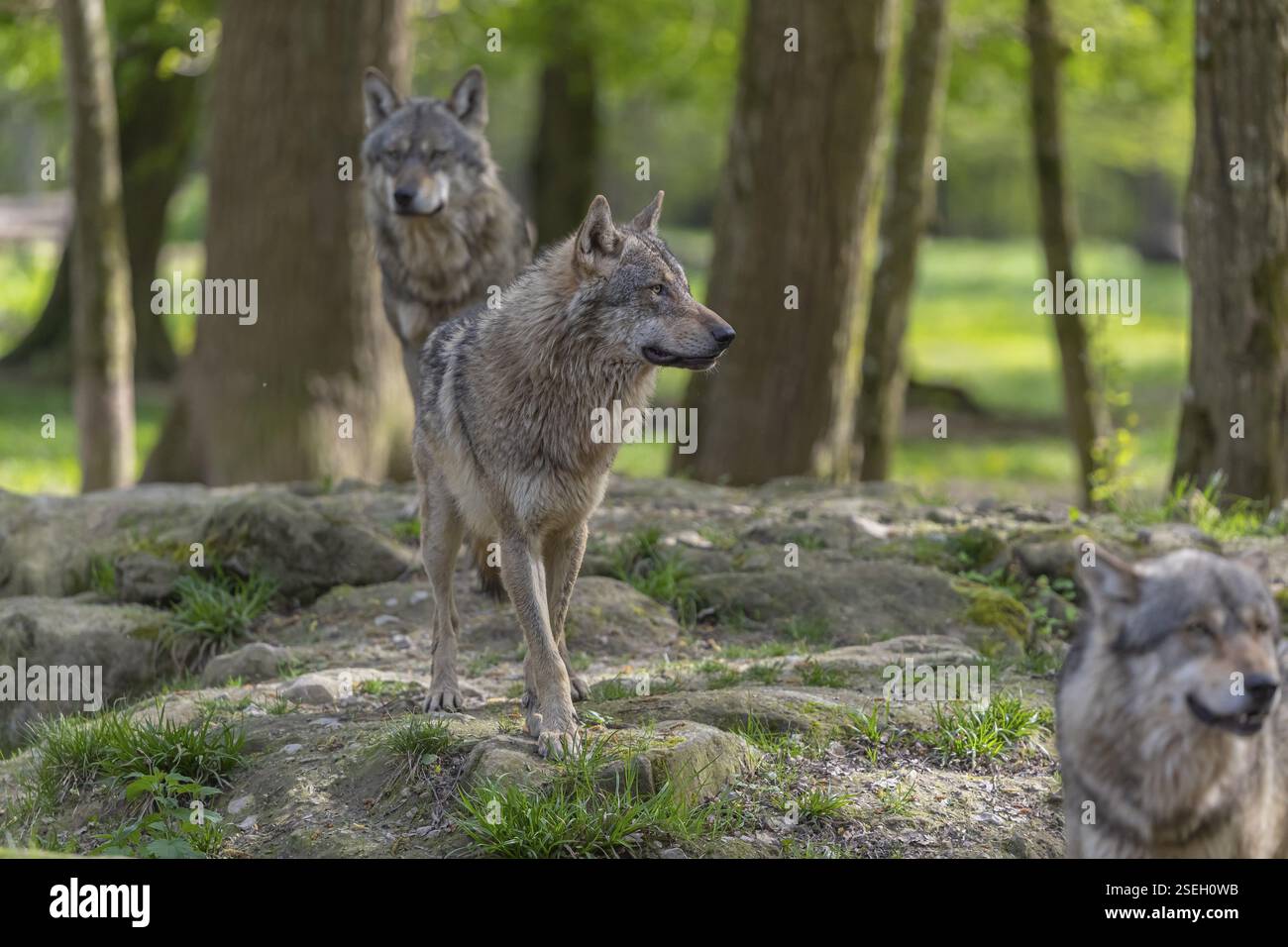 Group of three eurasian gray wolves (Canis lupus lupus) standing in an ...