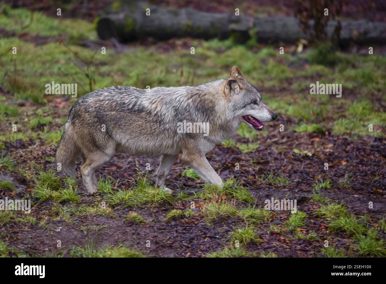 An adult male Eurasian gray wolf (Canis lupus lupus) runs down a hill ...