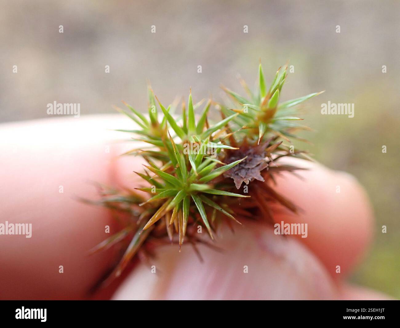 juniper haircap moss (Polytrichum juniperinum), Plantae, Comox, BC ...