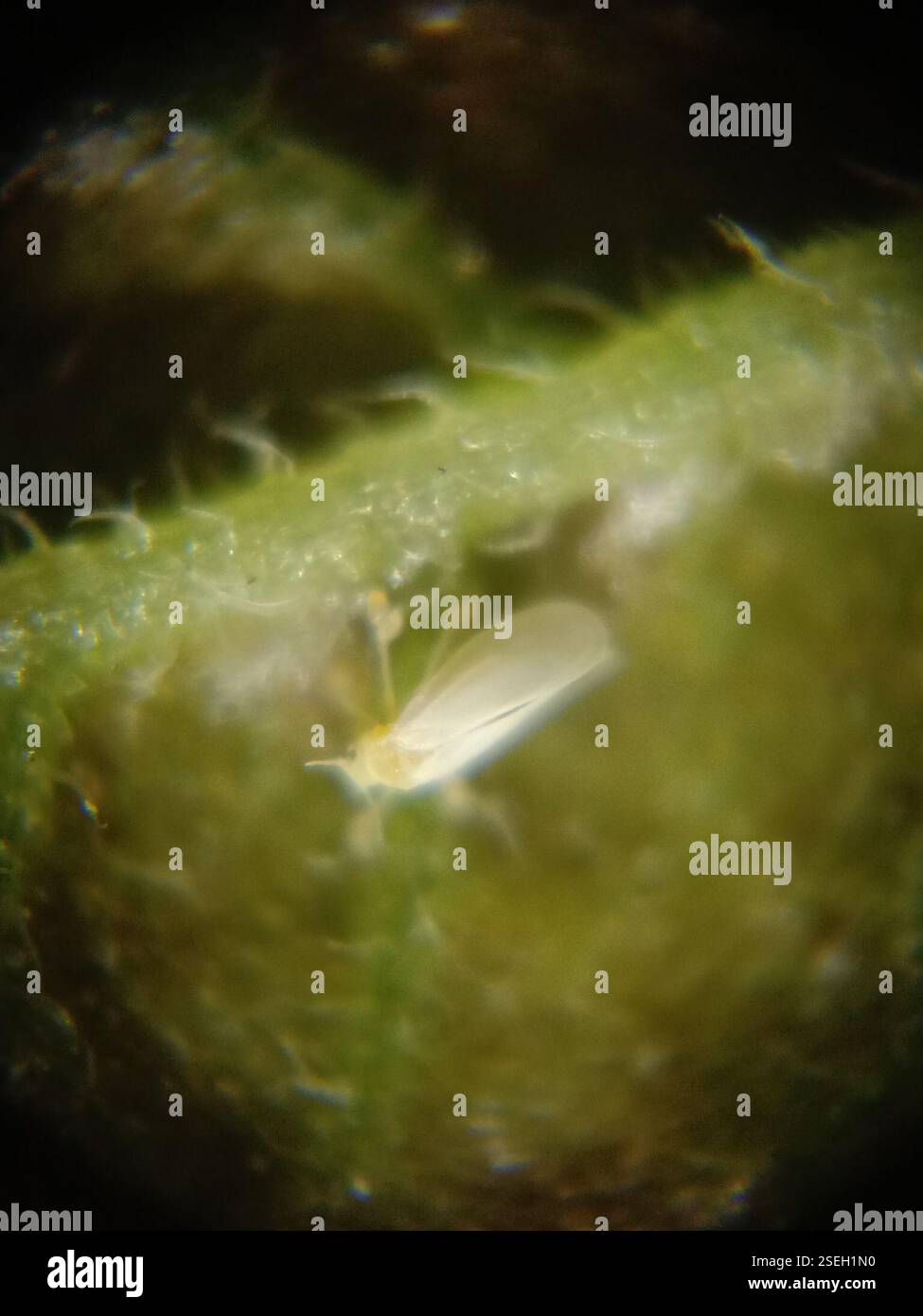 Whiteflies (Aleyrodidae), Insecta, 台灣高雄市 Stock Photo - Alamy