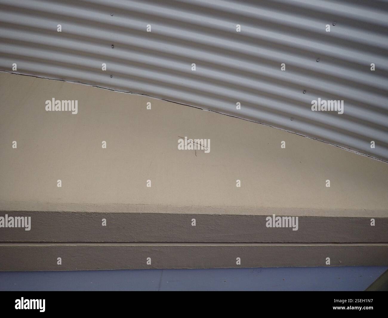 Strong Stick Insect (Anchiale briareus), Insecta, Caravonica QLD 4878 ...