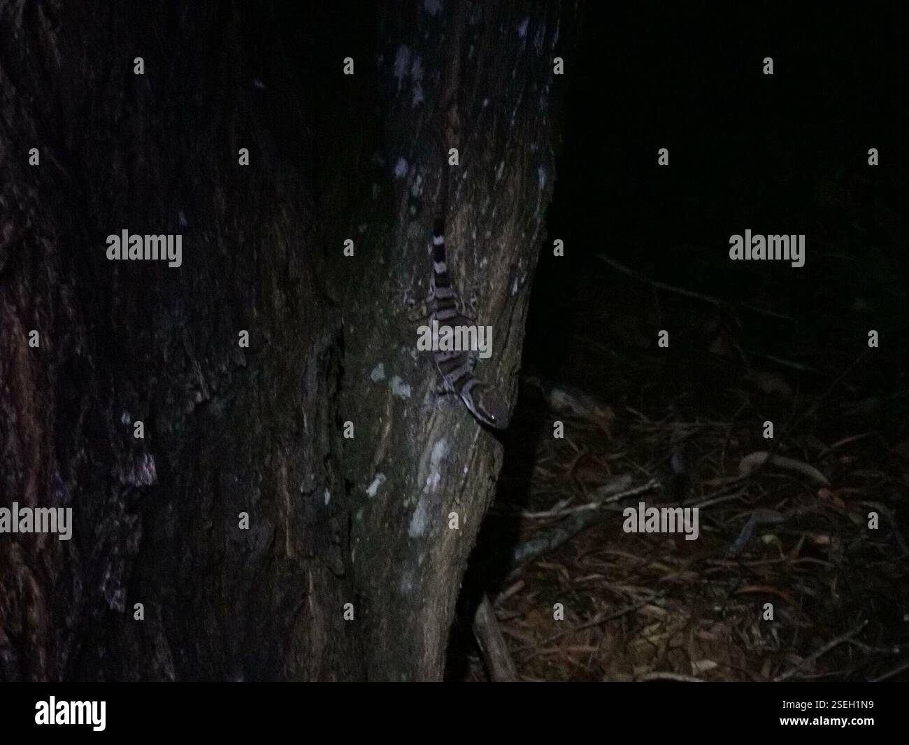 Tuberculated Ring-tailed Gecko (Cyrtodactylus tuberculatus), Reptilia ...